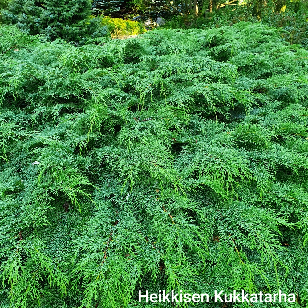 Tuivio Microbiota decussata - Heikkisen Kukkatarha