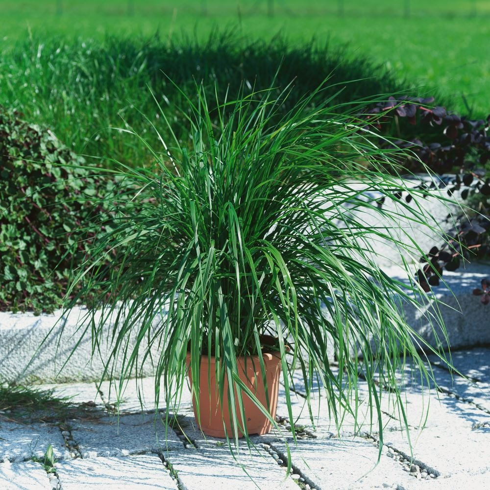 Koristekastikka Calamagrostis Acut Karl Foerster Heikkisen Kukkatarha Koristekastikka Calamagrostis Acut Karl Foerster Heikkisen Kukkatarha